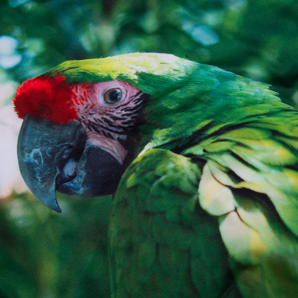 Waxx Mens Boxer Amazon – WAXX UK